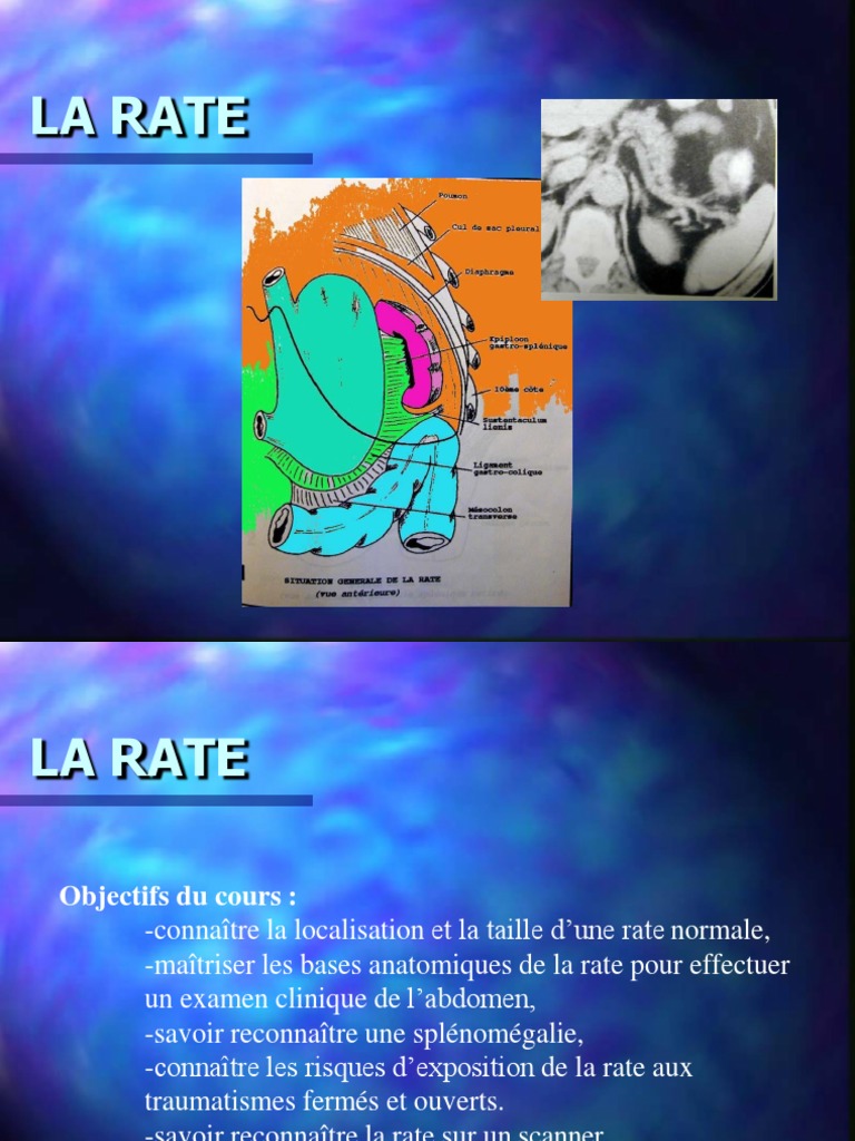 La Rate | PDF | Rate | Péritoine