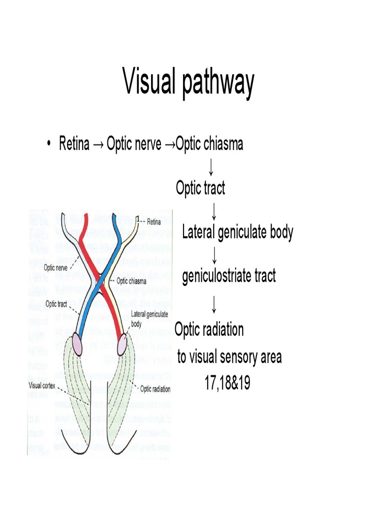Optic Nerve Pathway