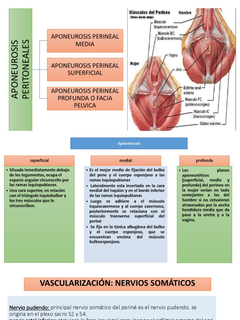 Aponeurosis | Pelvis | Anatomía humana
