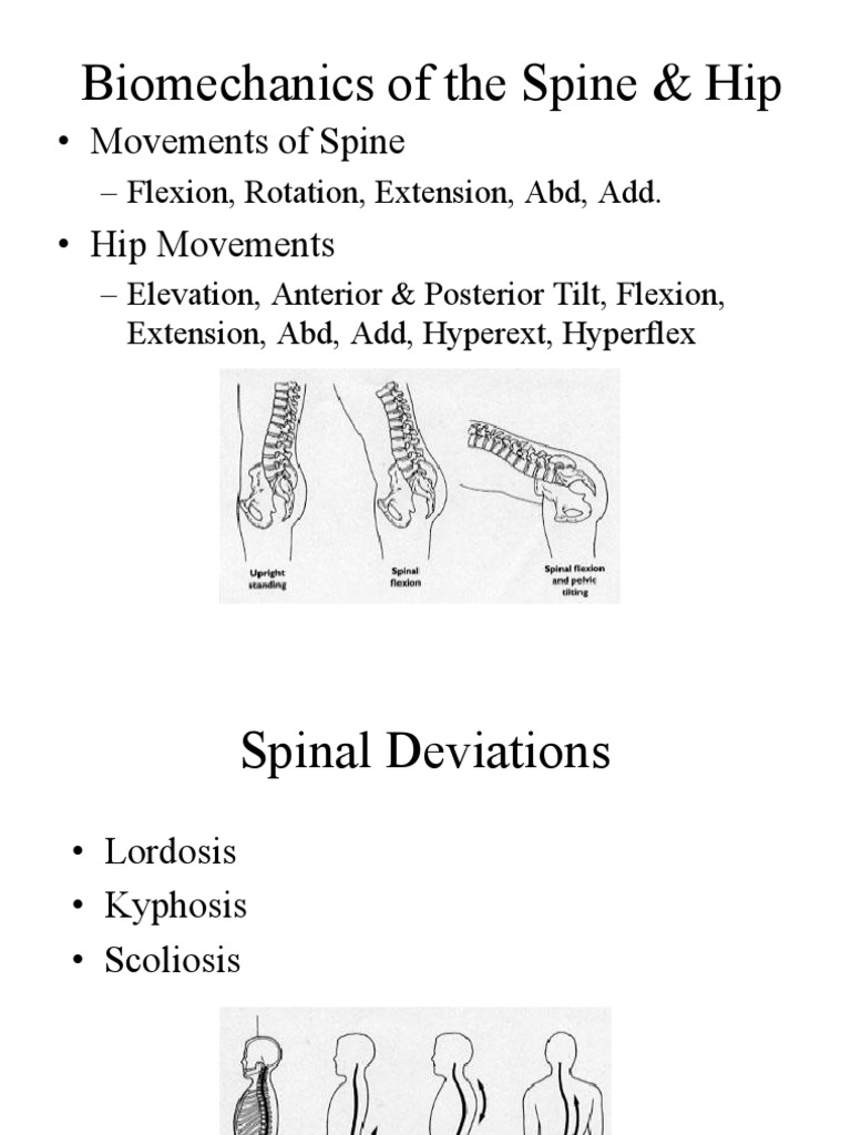 Biomechanics of The Spine and Hip | PDF | Vertebral Column | Abdomen