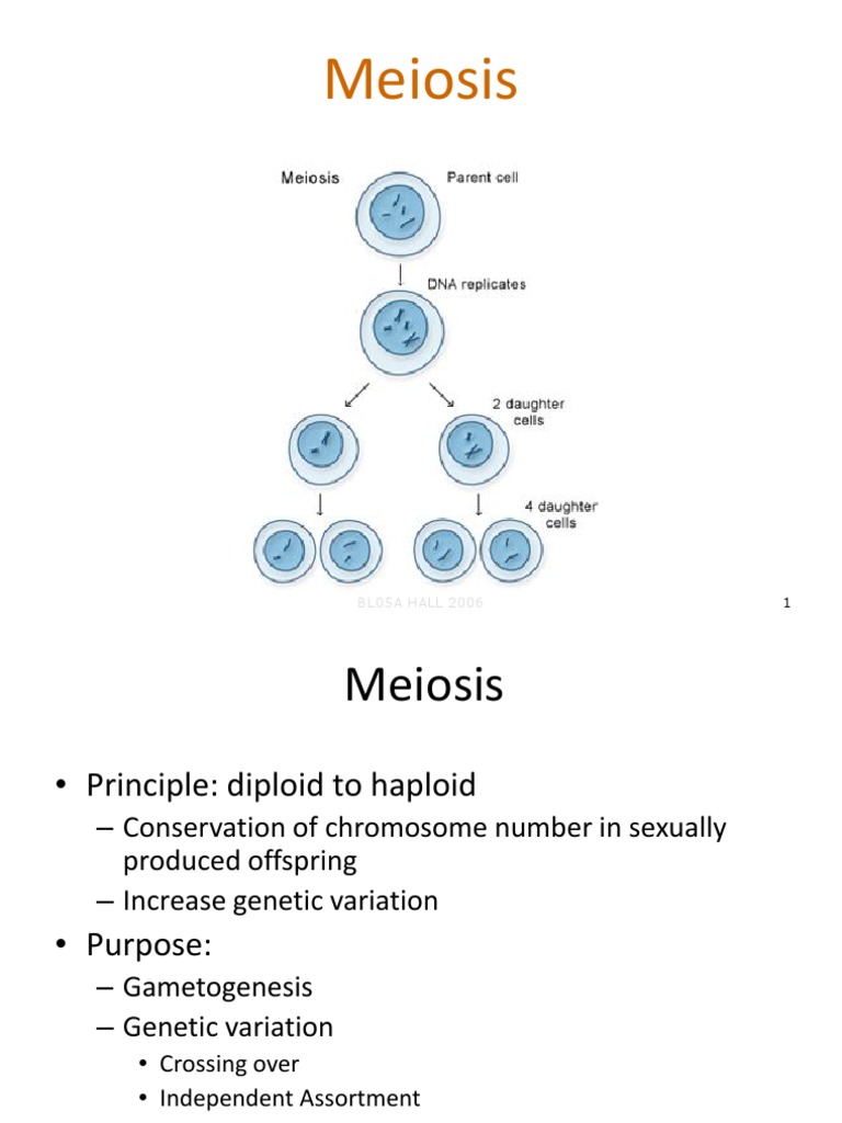 The Process of Meiosis: An In-Depth Explanation of the Stages of ...