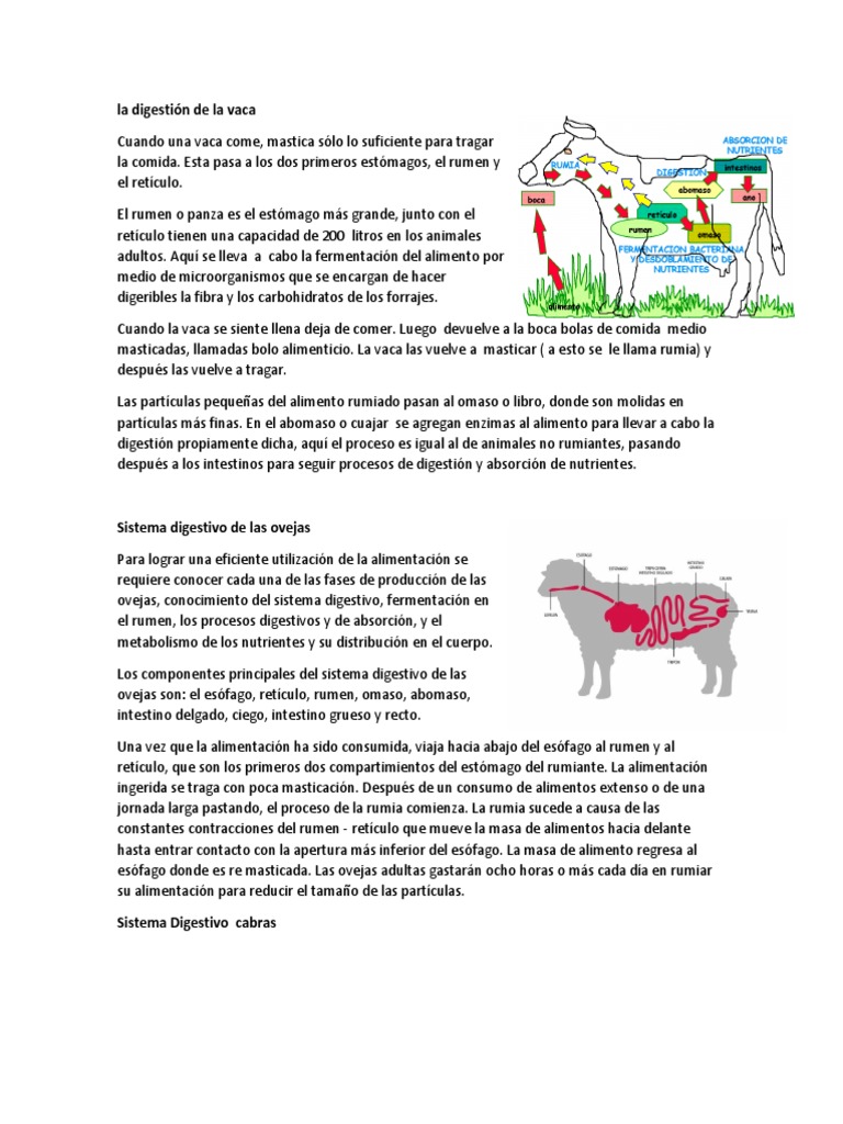 La Digestión de La Vaca | PDF | Rumiante | Digestión