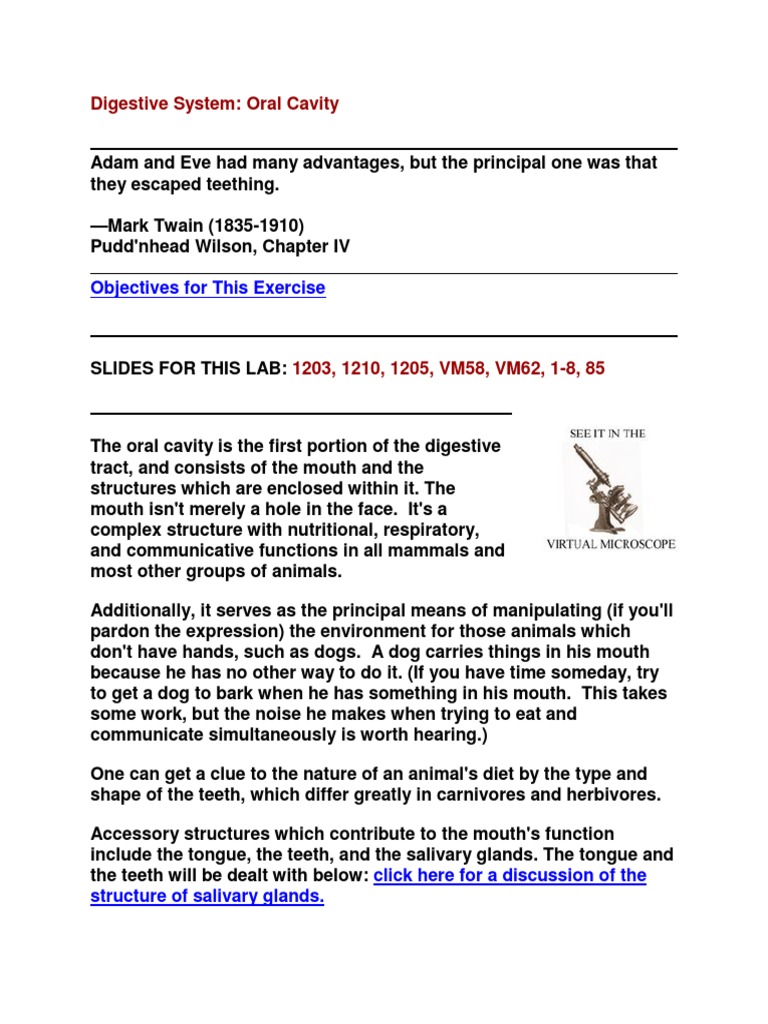 Digestive System: Oral Cavity: Objectives For This Exercise | PDF ...