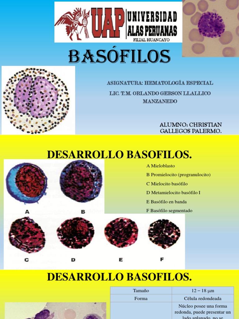BASOFILOS.pptx | Citoplasma | Nucleo celular