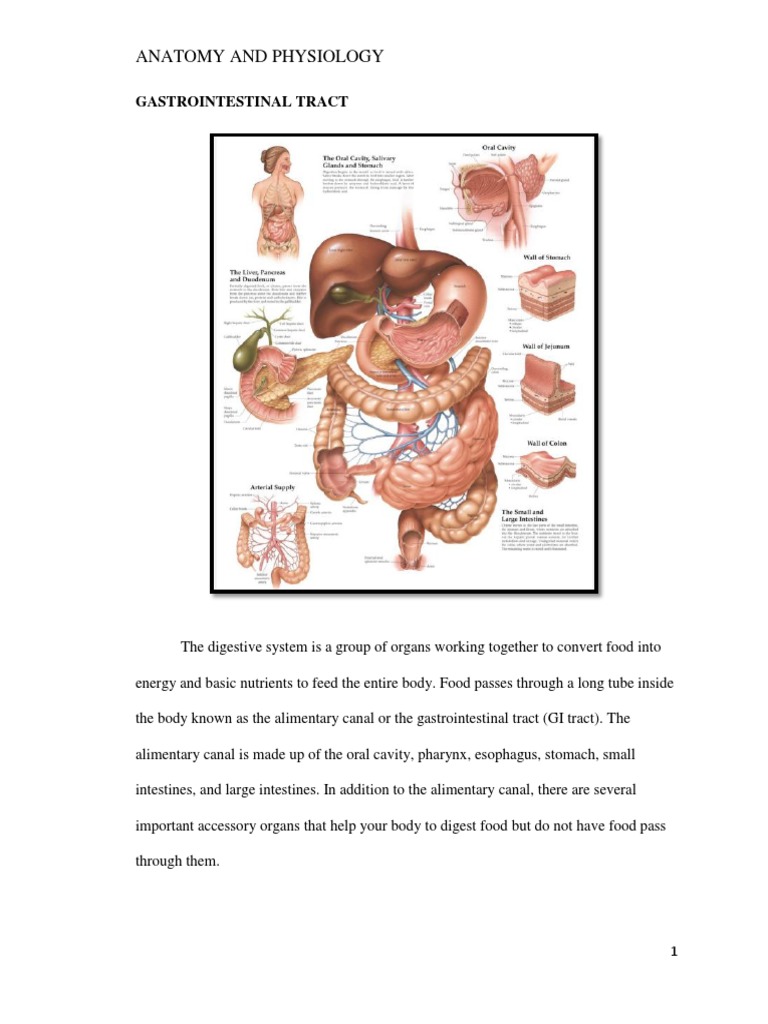 Anatomy and Physiology: Gastrointestinal Tract | PDF | Digestion ...