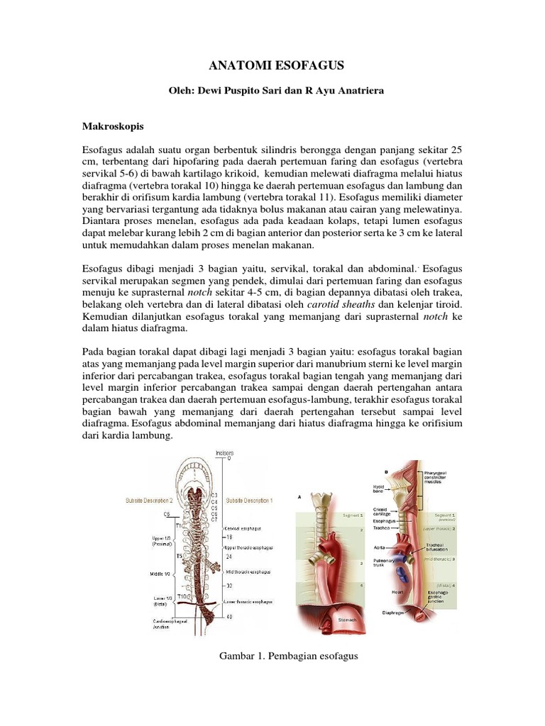 Anatomi Esofagus | PDF
