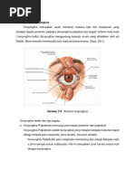 Anatomi Dan Fisiologi Konjungtiva | PDF