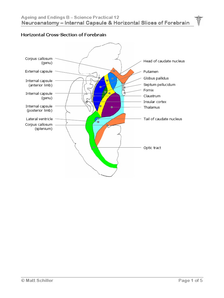 Internal Capsule and Horizontal Slices of Forebrain | PDF | Corpus ...