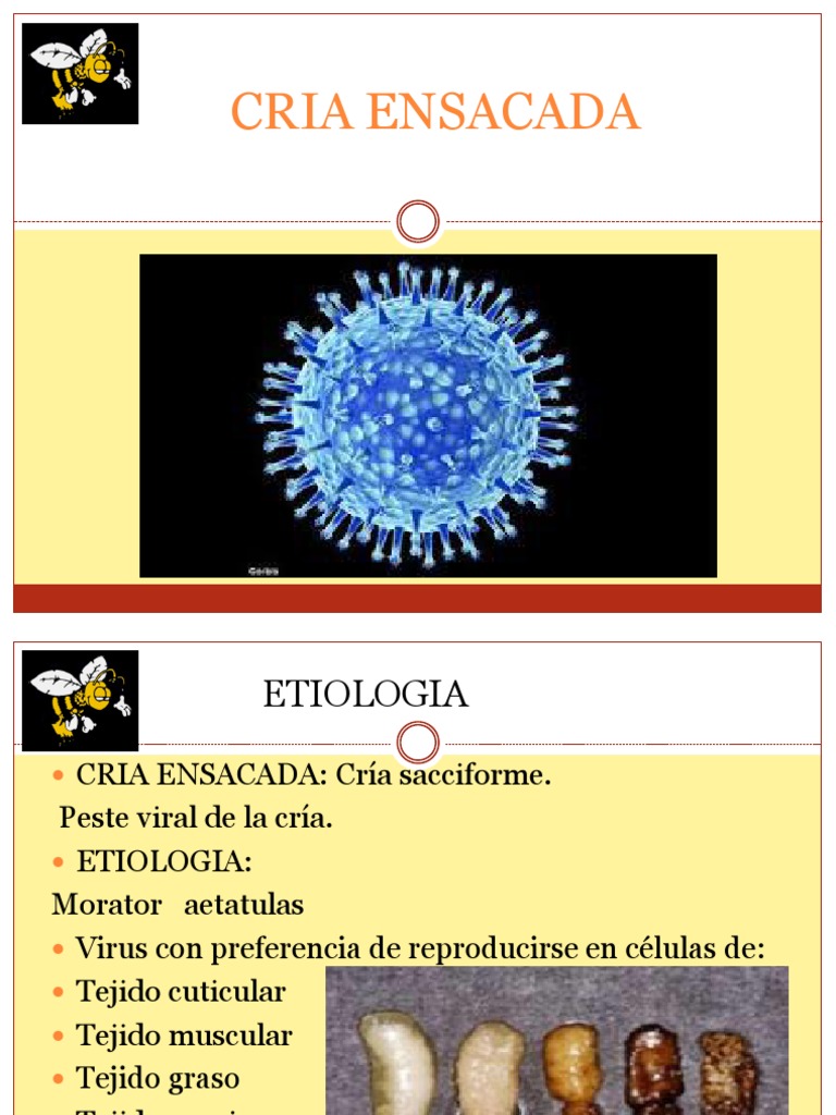 Cría Ensacada y Morator Aetatulas | PDF