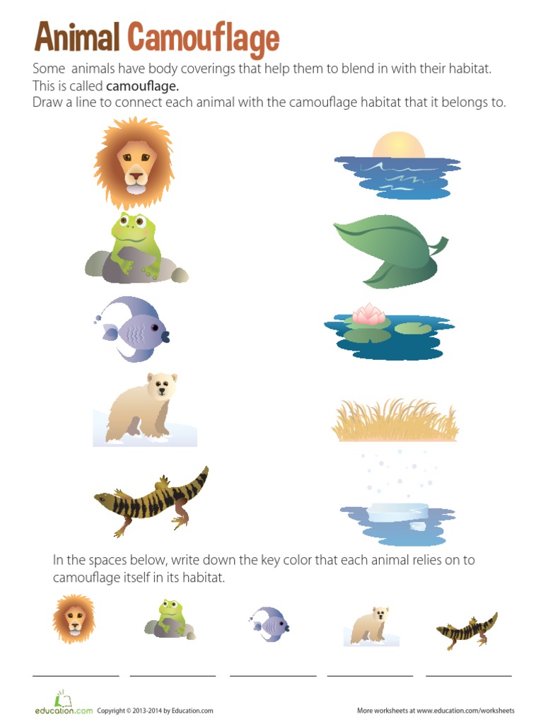 Animal Camouflage For Kids | PDF