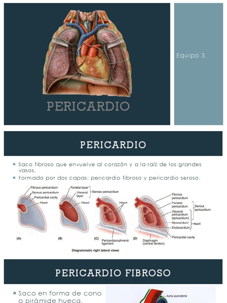 Anatomía del Pericardio y Corazón | PDF | Sistema cardiovascular ...