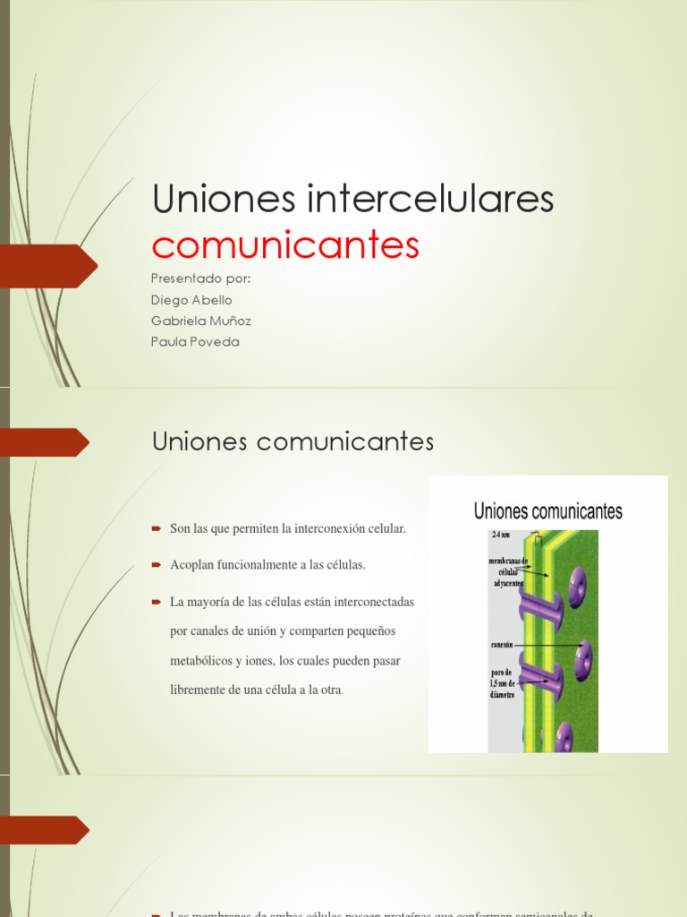 Uniones Intercelulares Comunicantes | PDF | Biología Celular ...