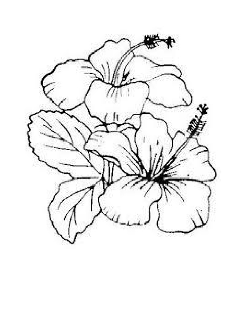 Bunga Raya Colouring Page