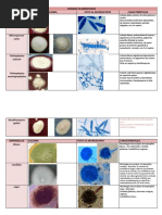 Atlas Hongos Del Laboratorio | PDF | Aspergilo | Micología