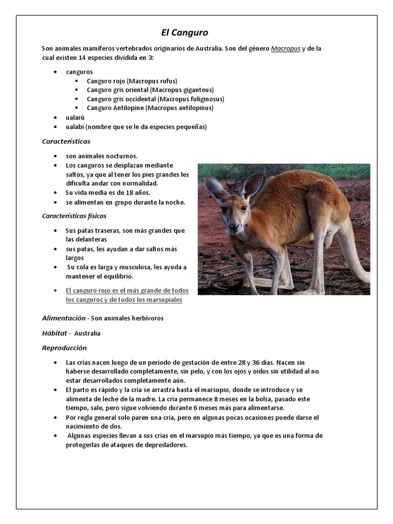 El Canguro | PDF