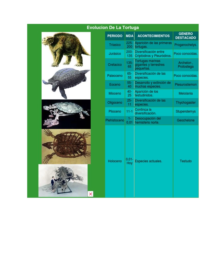 Evolucion de La Tortuga | PDF | Tortuga | Evolución