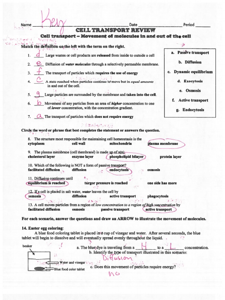 Cell Transport Review Answer Key2 | PDF