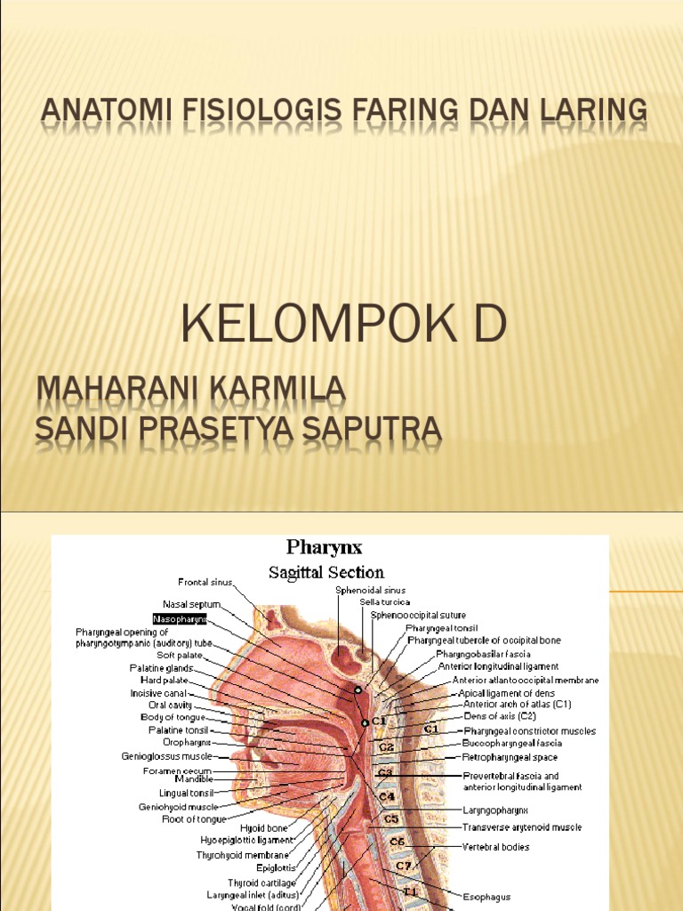 Anatomi Faring Dan Laring 1 | PDF