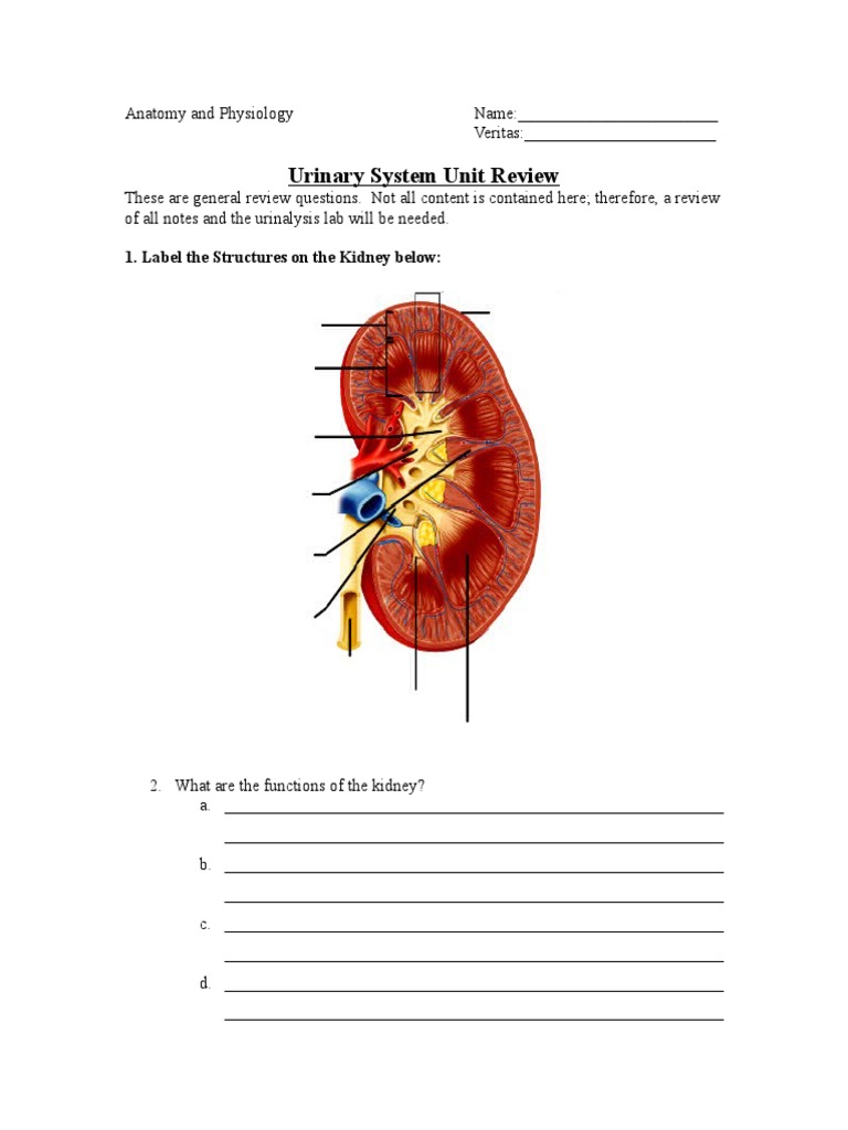 09 - Urinary System Review | PDF | Kidney | Genitourinary System