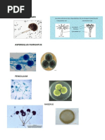 Línea Del Tiempo de La Microbiología - 20250122 - 231540 - 0000 | PDF | Microbiología | Adn