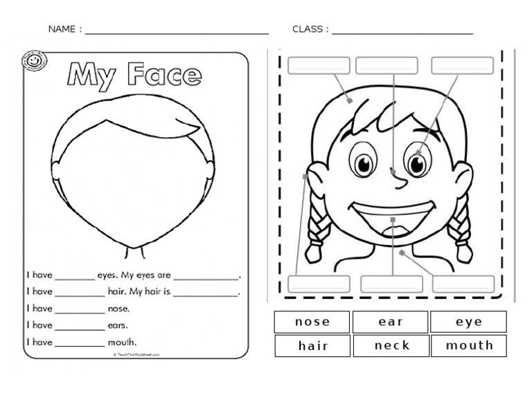 Facial Features Vocabulary Worksheet | PDF