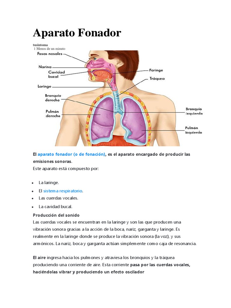 Aparato Fonador