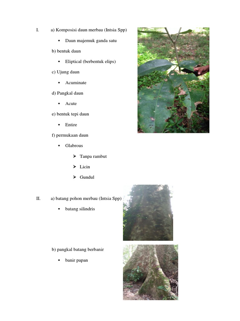 Batang Pohon Merbau | PDF
