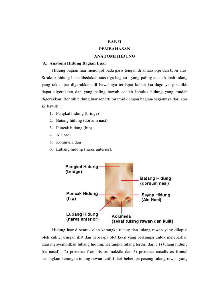 Anatomi Hidung: Struktur dan Fungsi | PDF