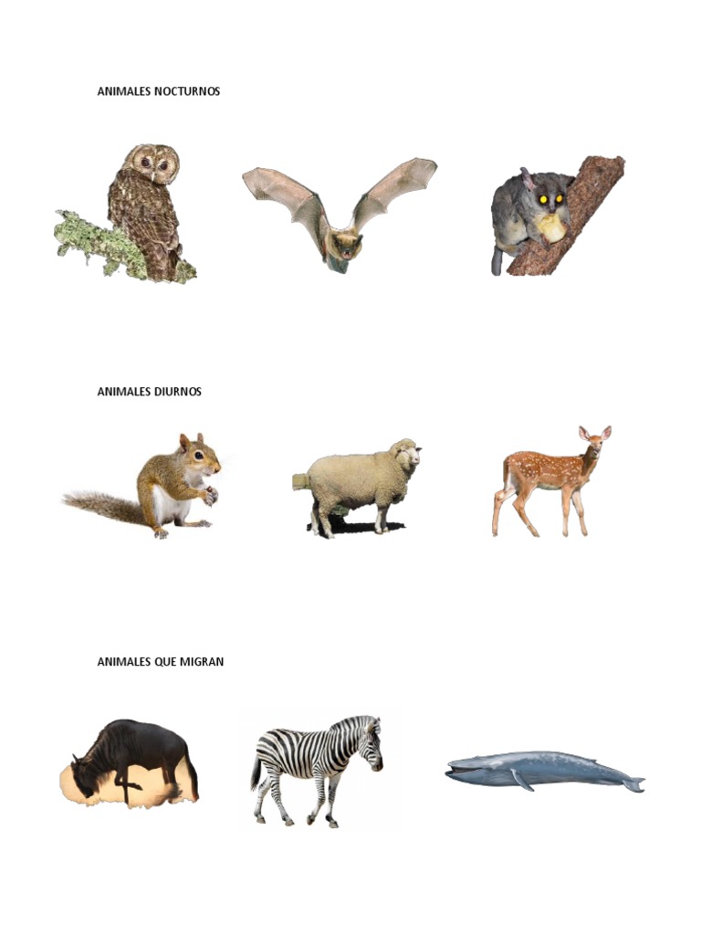 Animales: Hábitos y Comportamientos | PDF