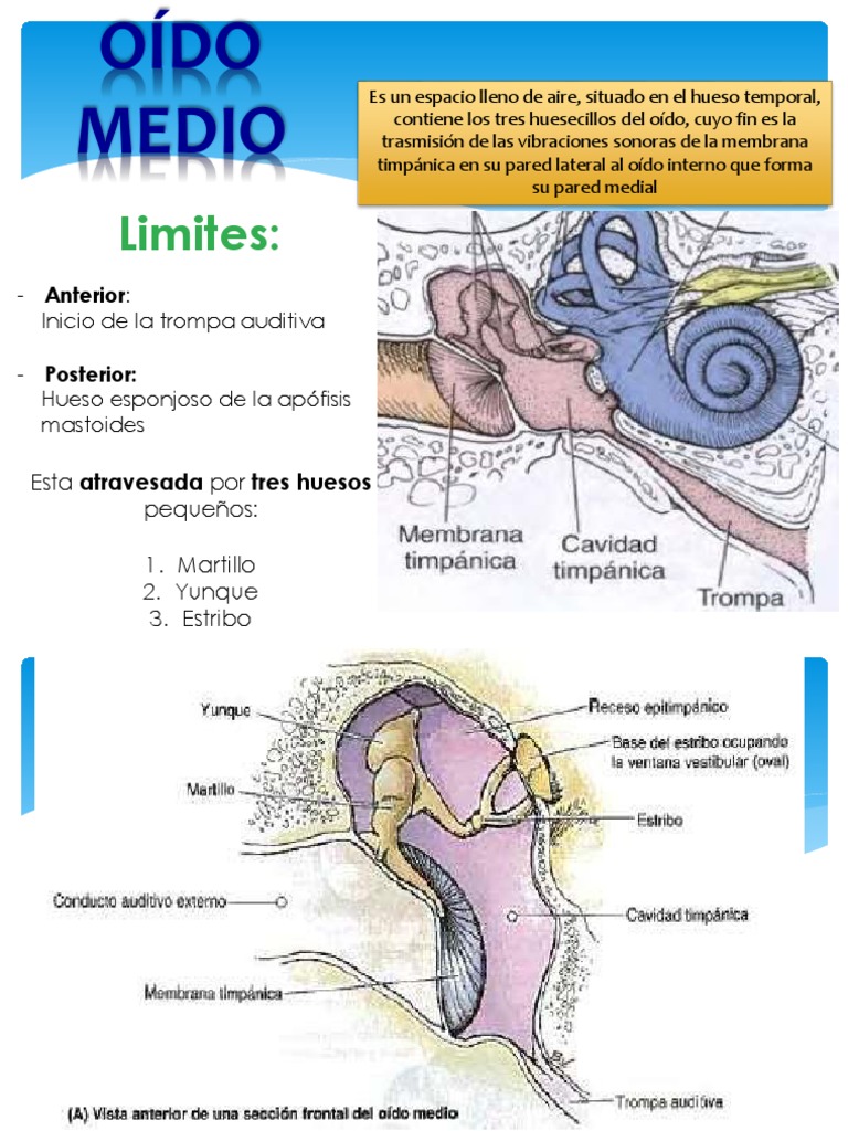 Miringitis y Oma | PDF | Oído | Sistema Auditorio