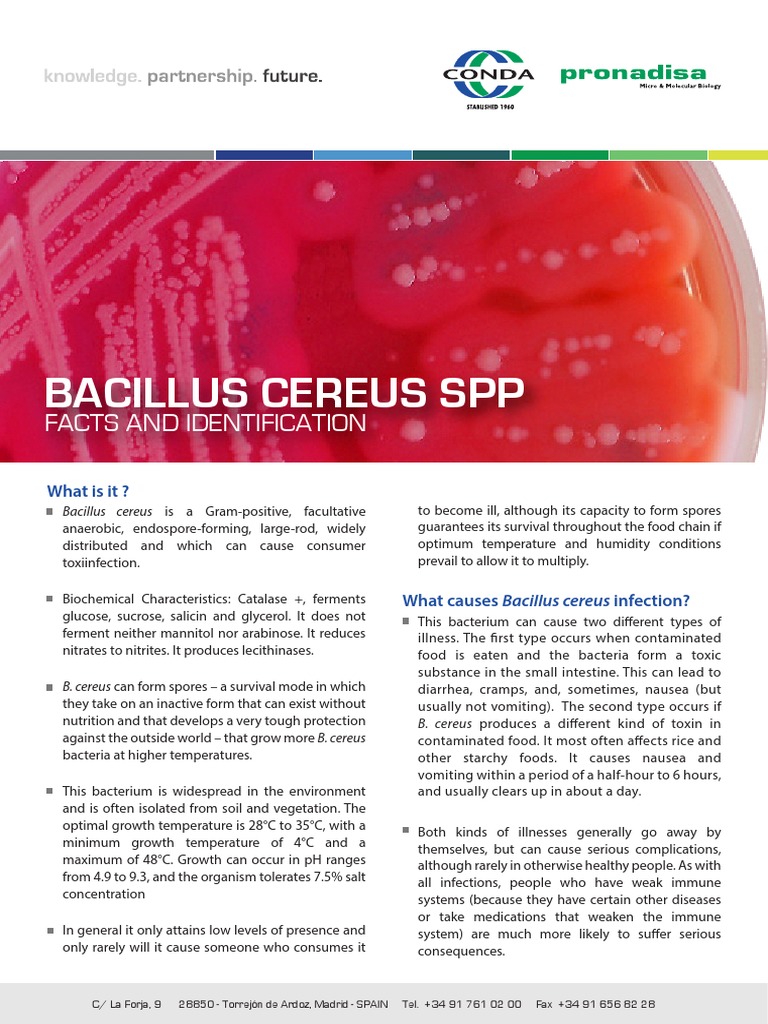 Bacillus Cereus: Identification & Risks | PDF | Bacillus | Bacteria