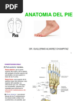 Inervación Del Pie | PDF | Dedo del pie | Pie