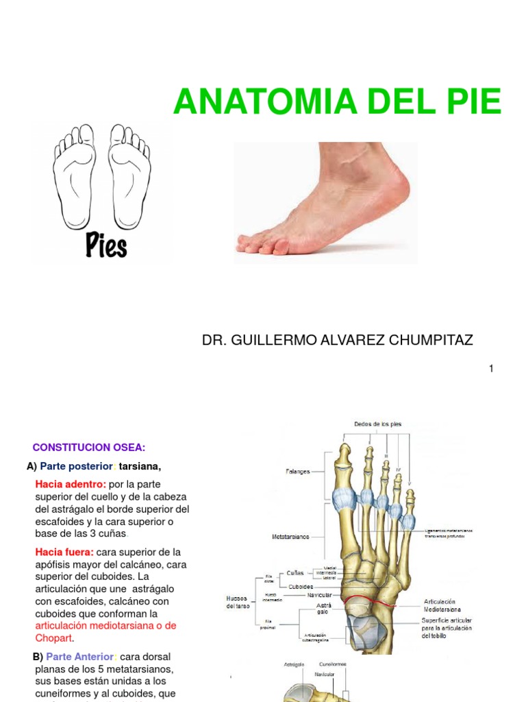 Anatomía del pie: Estructura ósea, articulaciones, músculos y nervios ...
