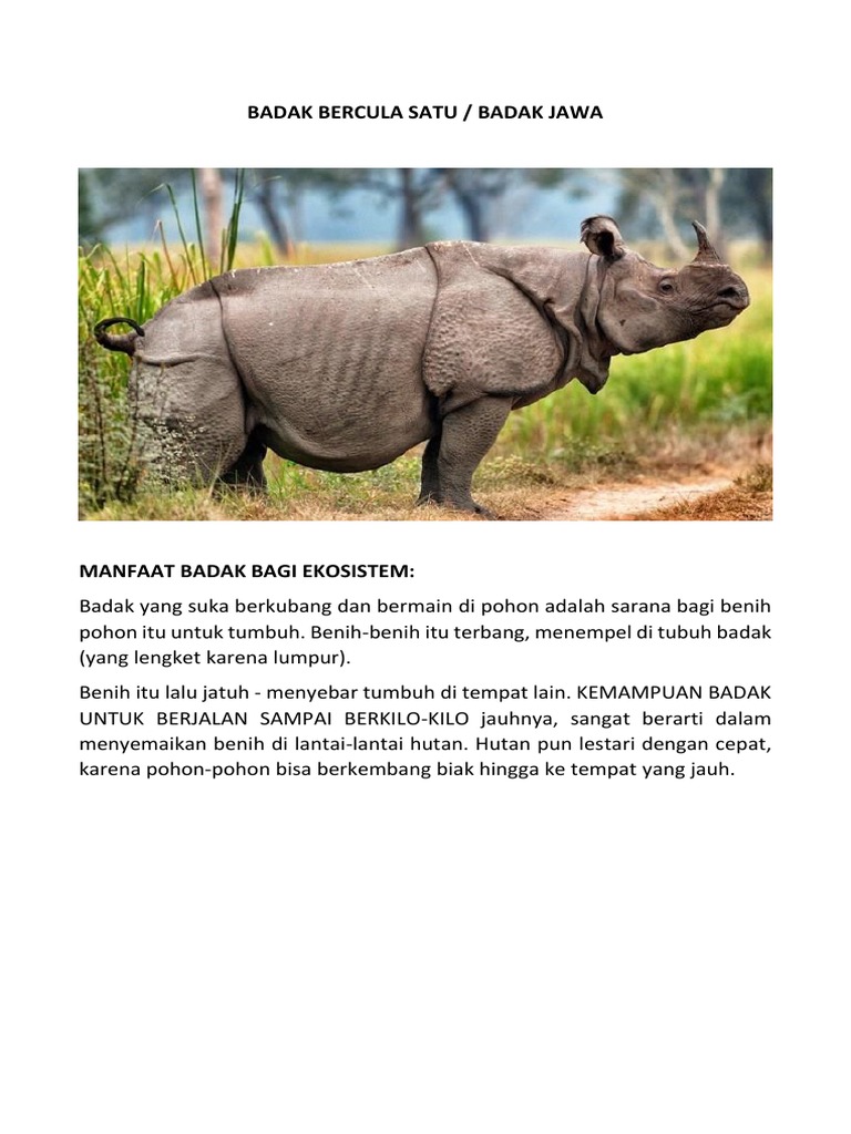Badak Bercula Satu | PDF
