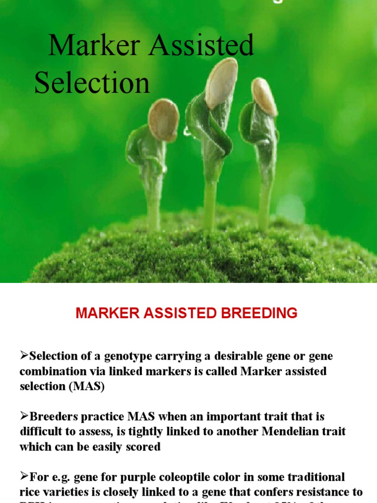12 Marker-Assisted Selection Lec | PDF | Plant Breeding | Gene