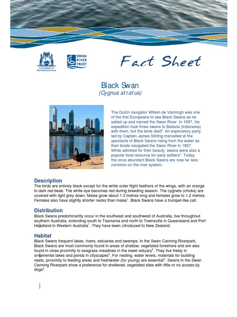 Fact Sheet - Black Swan | PDF | Paravians | Vertebrates