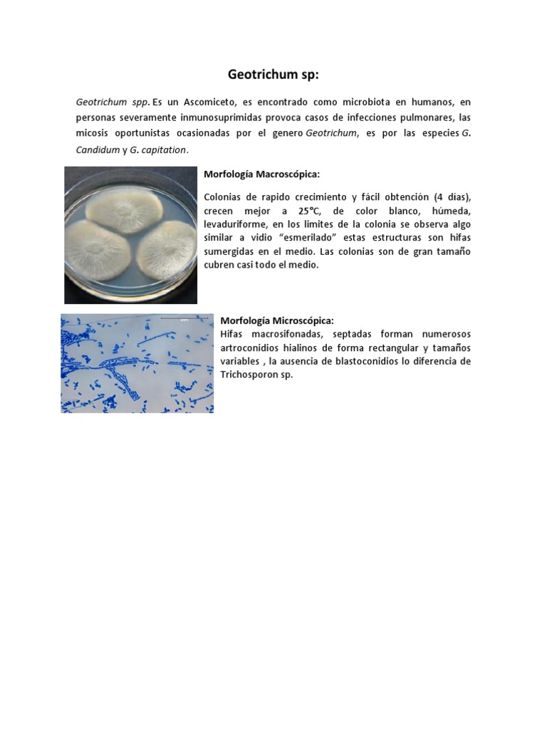 Geotrichum SP | PDF