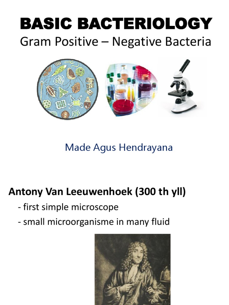 Gram Positive - Negative Bacteria: Basic Bacteriology | PDF | Gram Positive Bacteria | Gram ...