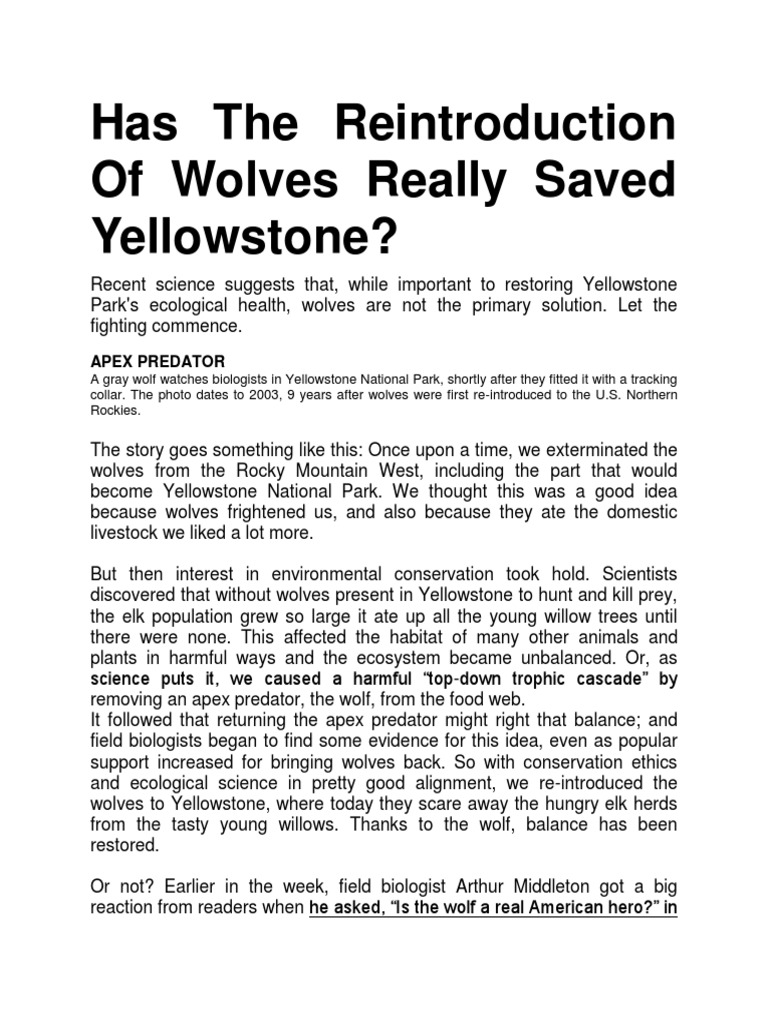 Has The Reintroduction of Wolves Really Saved Yellowstone | PDF | Gray ...