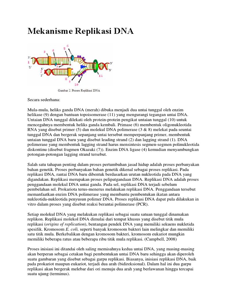 Mekanisme dan Tahapan Replikasi DNA | PDF