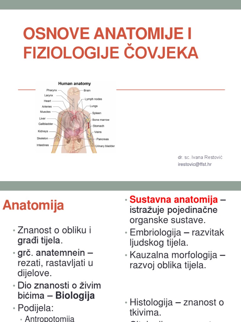 Osnove Anatomije I Fiziologije Covjeka | PDF