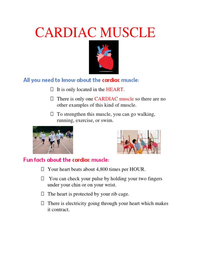 Cardiac Muscle Poster 2 | PDF