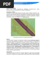 Trichuris Trichiura | PDF | Medicina | Epidemiología