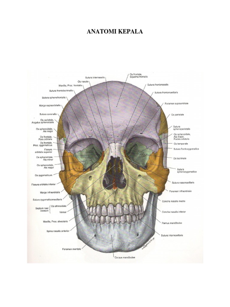 Anatomi Kepala | PDF