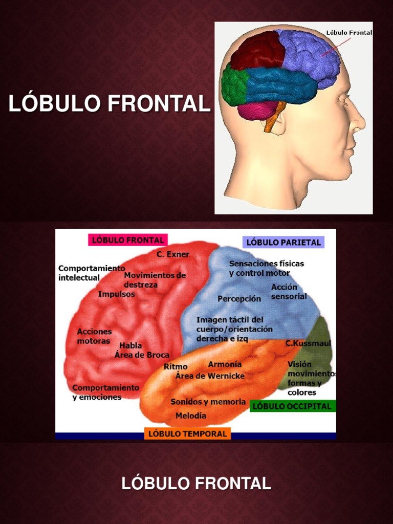 Lóbulo Frontal | PDF | Lóbulo frontal | Anatomía humana