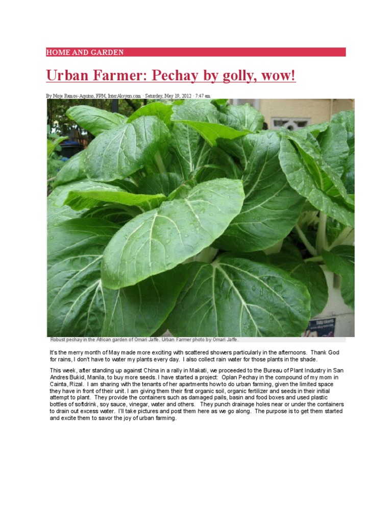 Pechay | PDF | Seed | Legume