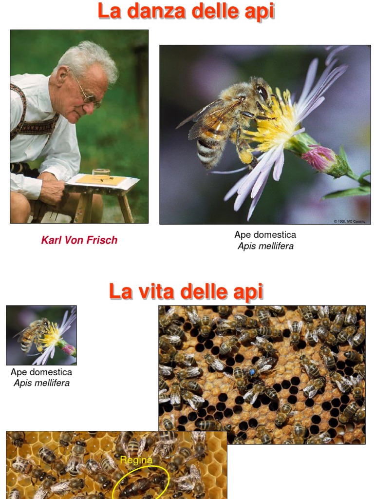 Danza Delle Api PDF | PDF