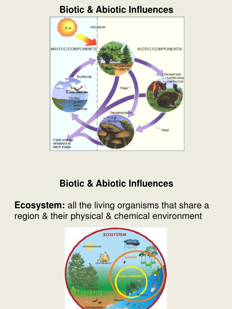 Biotic And Abiotic Cycle