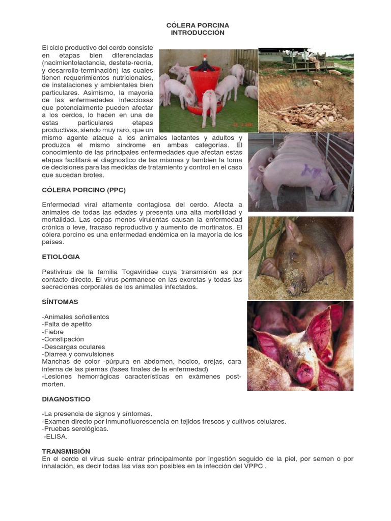 Cólera Porcina | PDF | Virus | Cólera
