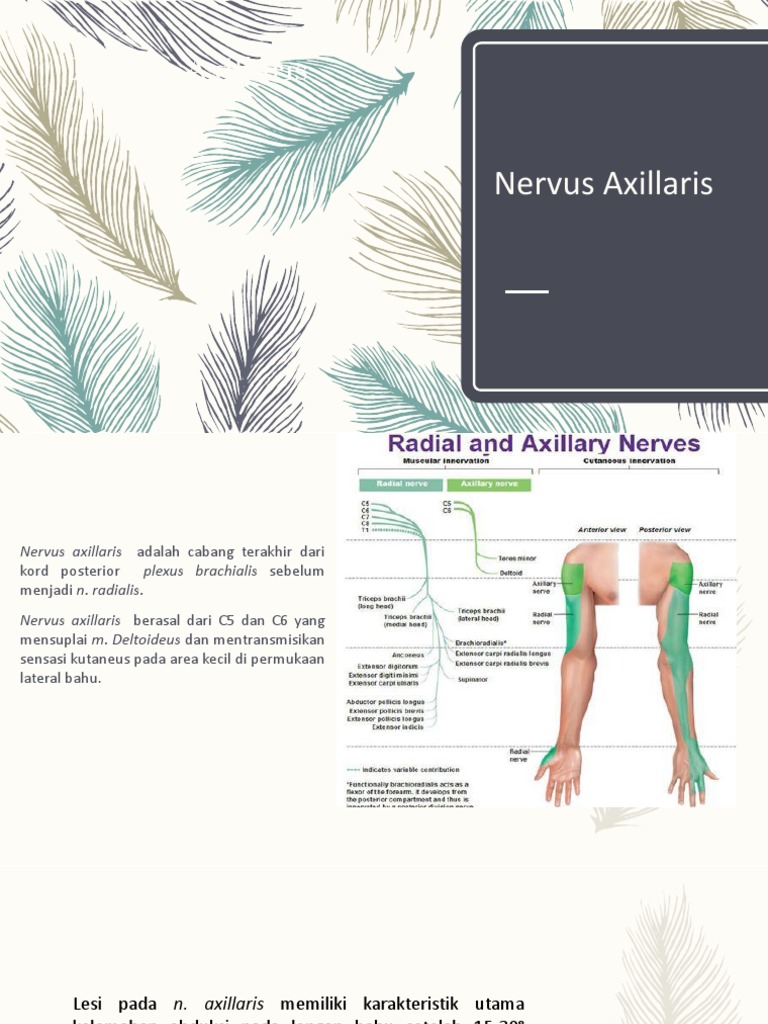 Nervus Axillaris | PDF